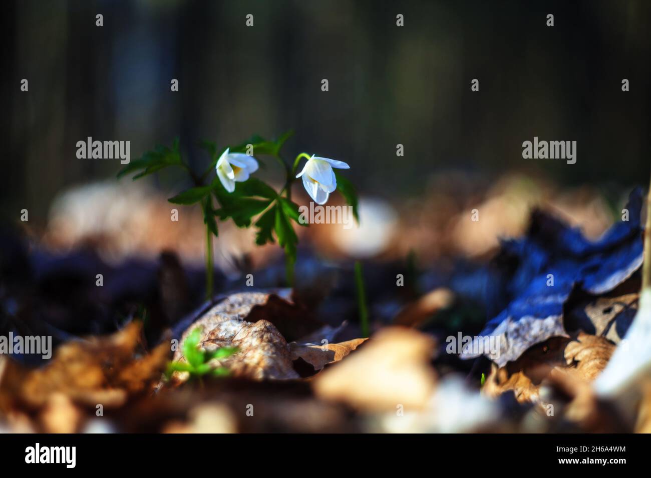 A closeup shot of the first spring flowers in a forest in Lithuania ...