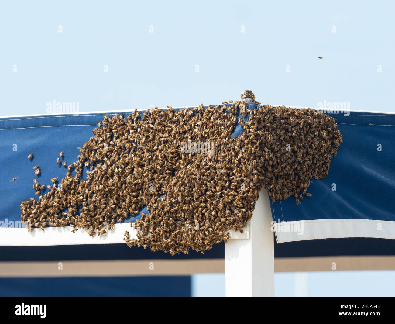 swarm of bees placed on the corner of a tent ready to make the hive ...