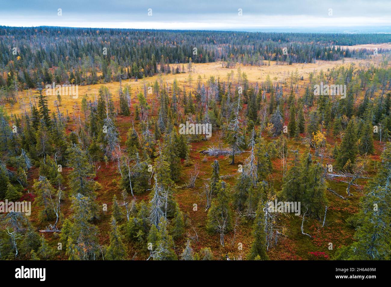 Taiga aerial hi-res stock photography and images - Alamy