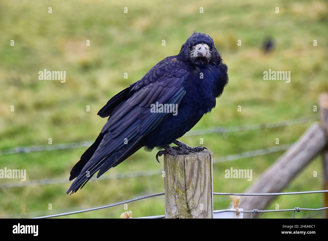 Rook Guardian bird of Stonehenge, Corvus frugilegus, Corvidae member ...