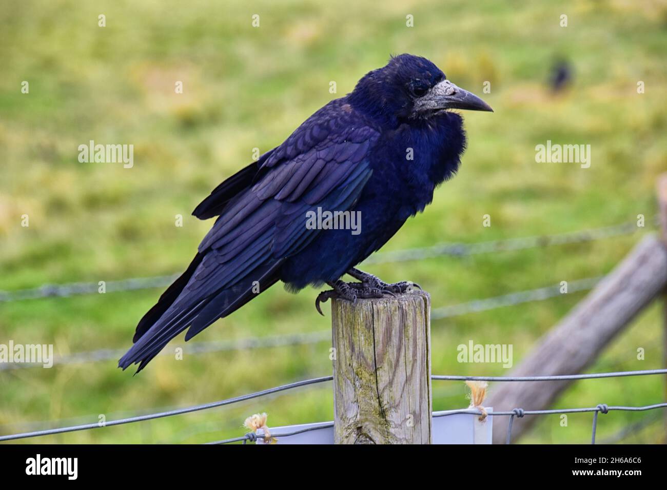 Rook Guardian bird of Stonehenge, Corvus frugilegus, Corvidae member ...