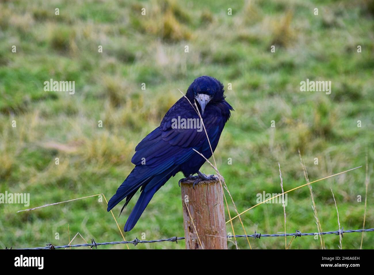 Rook Guardian bird of Stonehenge, Corvus frugilegus, Corvidae member ...