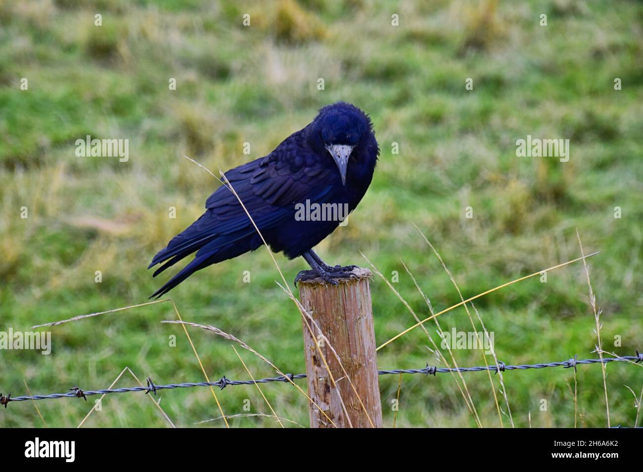 Rook Guardian bird of Stonehenge, Corvus frugilegus, Corvidae member ...
