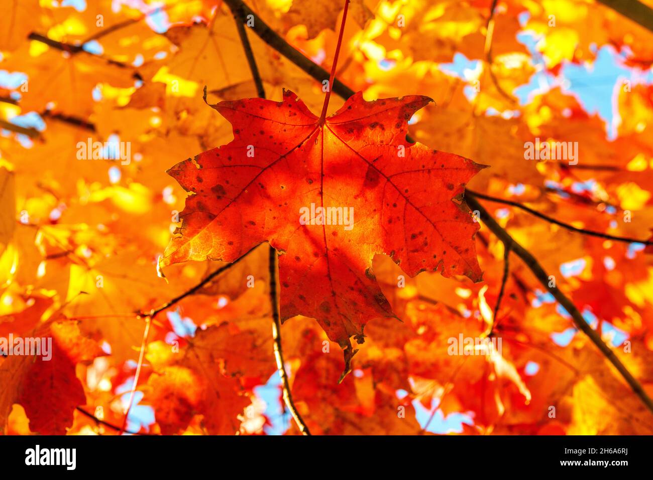 Fall Foliage in Providence Rhode Island Stock Photo - Alamy