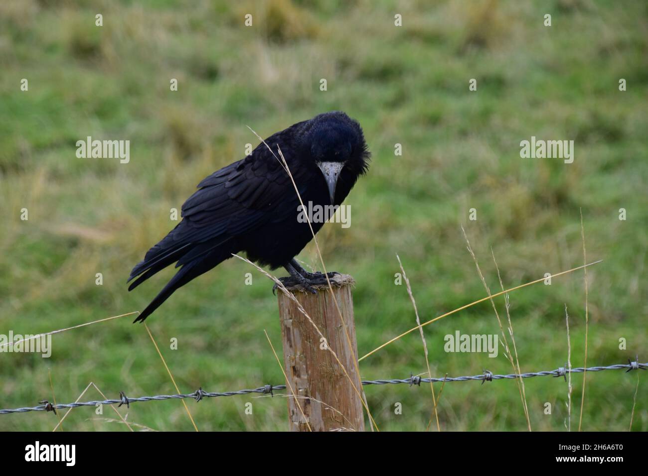 Rook Guardian bird of Stonehenge, Corvus frugilegus, Corvidae member ...