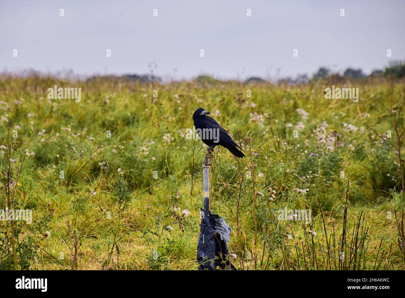 Rook Guardian bird of Stonehenge, Corvus frugilegus, Corvidae member ...