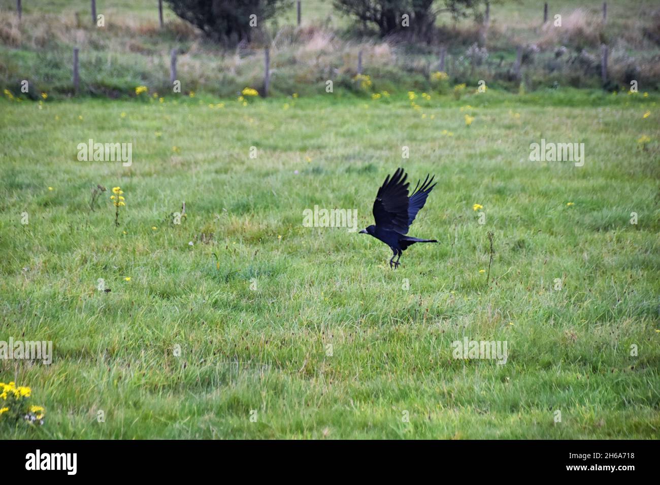 Rook Guardian bird of Stonehenge, Corvus frugilegus, Corvidae member ...