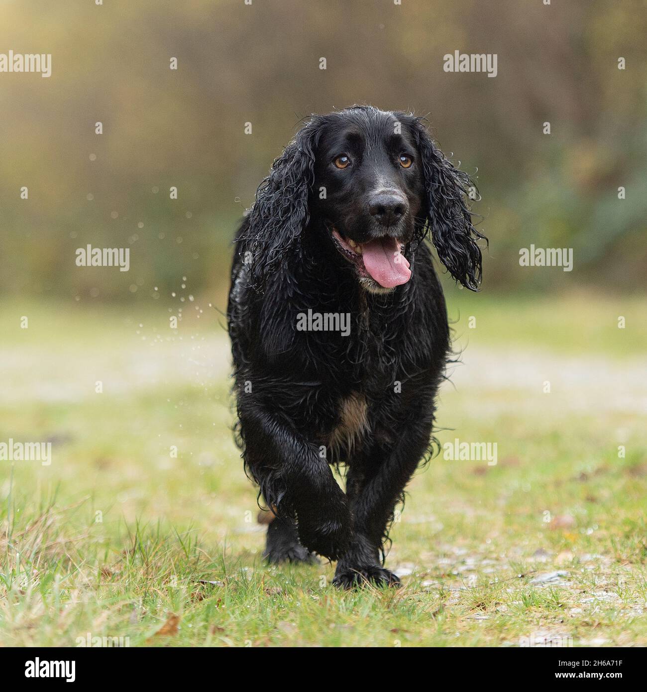 Sprocker spaniel hi-res stock photography and images - Alamy