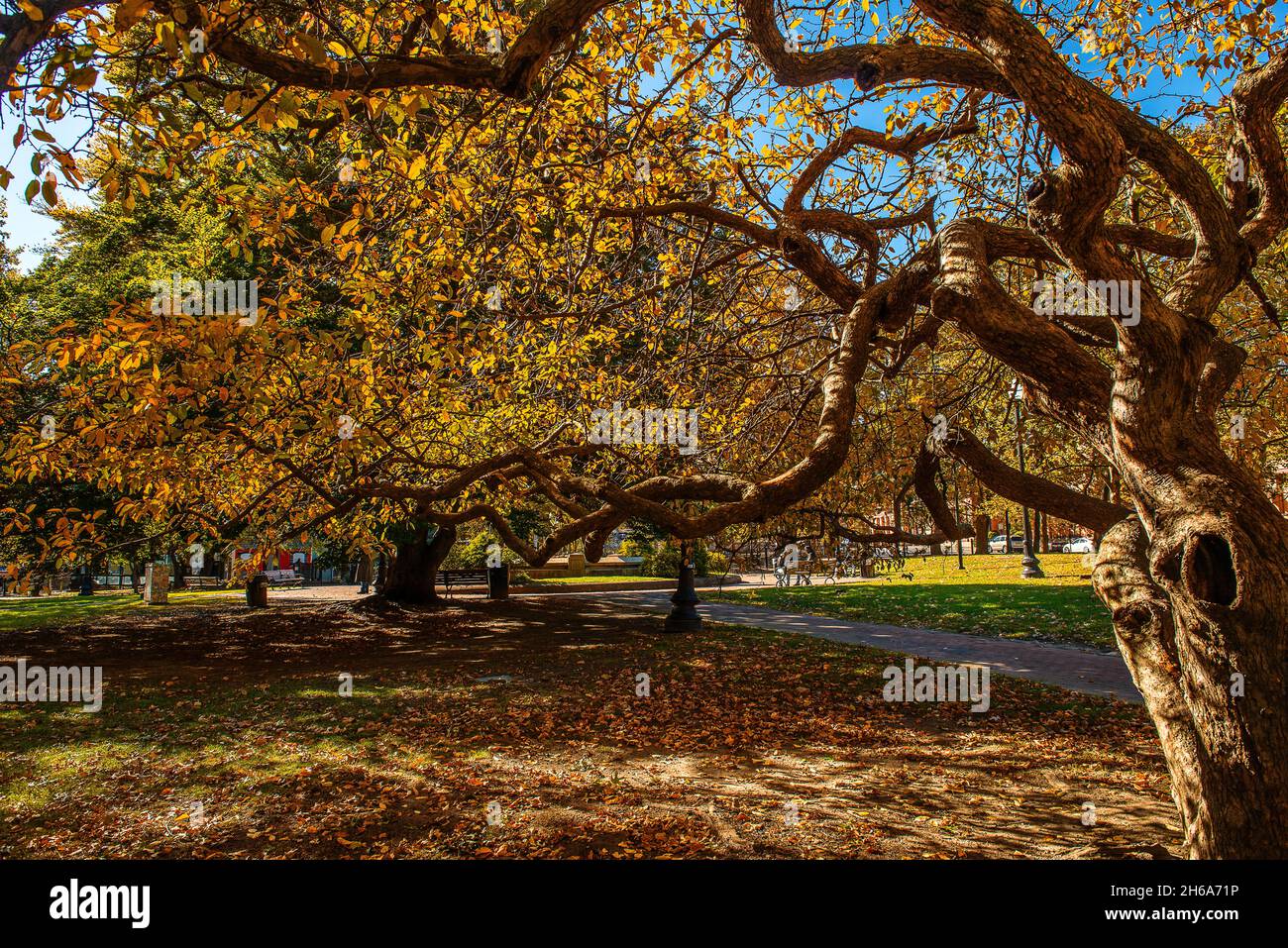 Fall Foliage in Providence Rhode Island Stock Photo - Alamy
