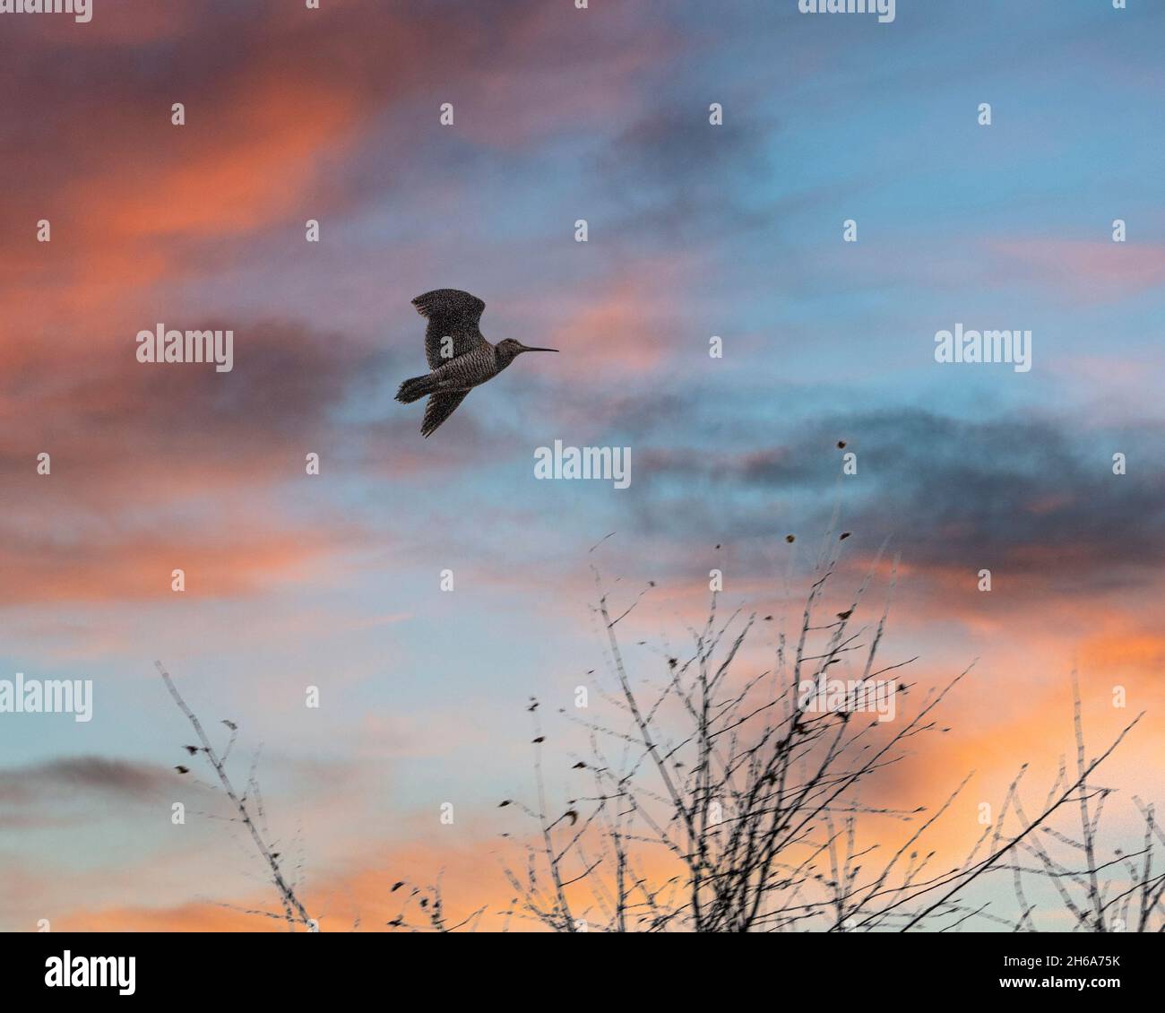 Woodcock bird hi-res stock photography and images - Alamy