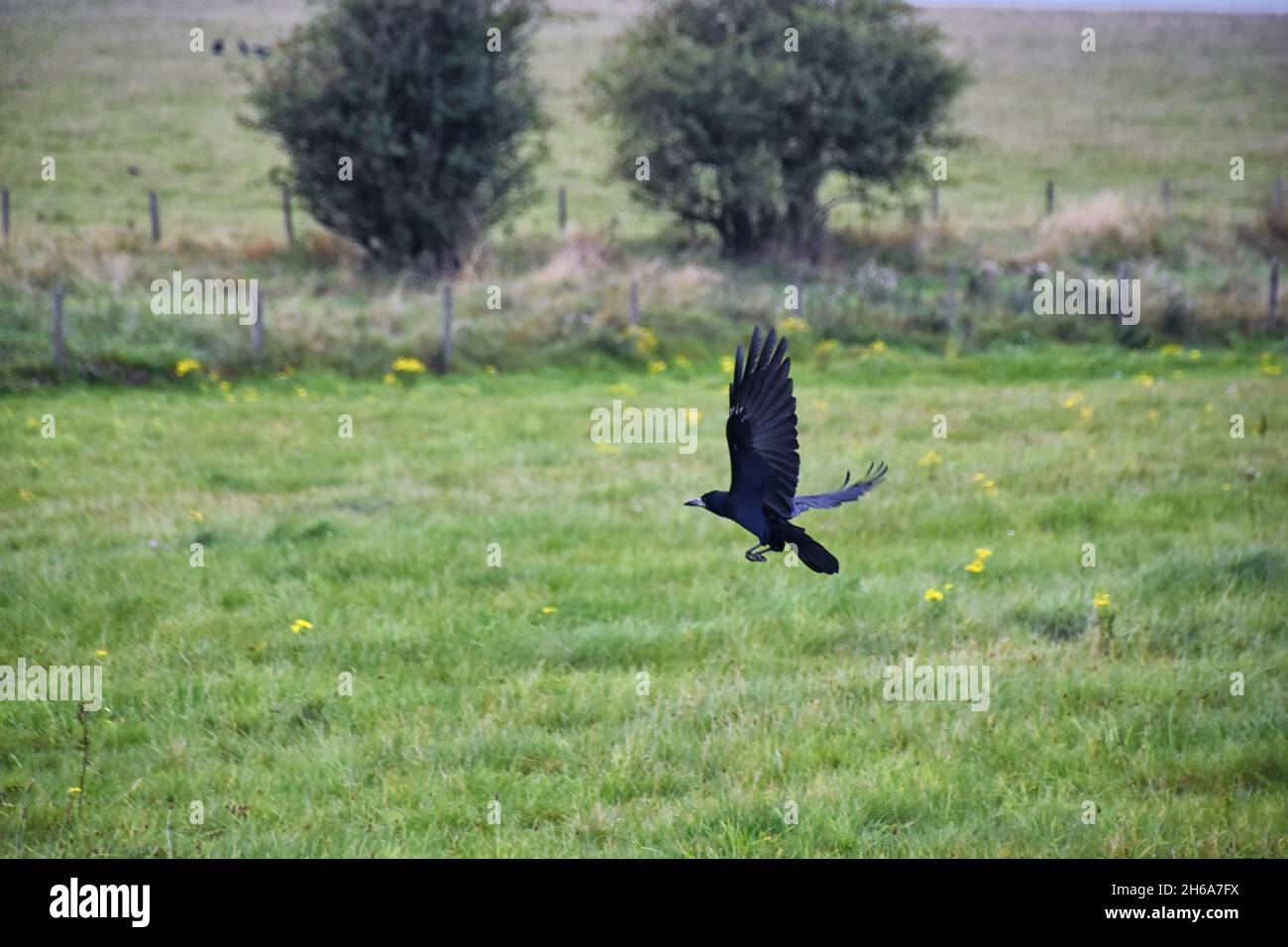 Rook Guardian bird of Stonehenge, Corvus frugilegus, Corvidae member ...