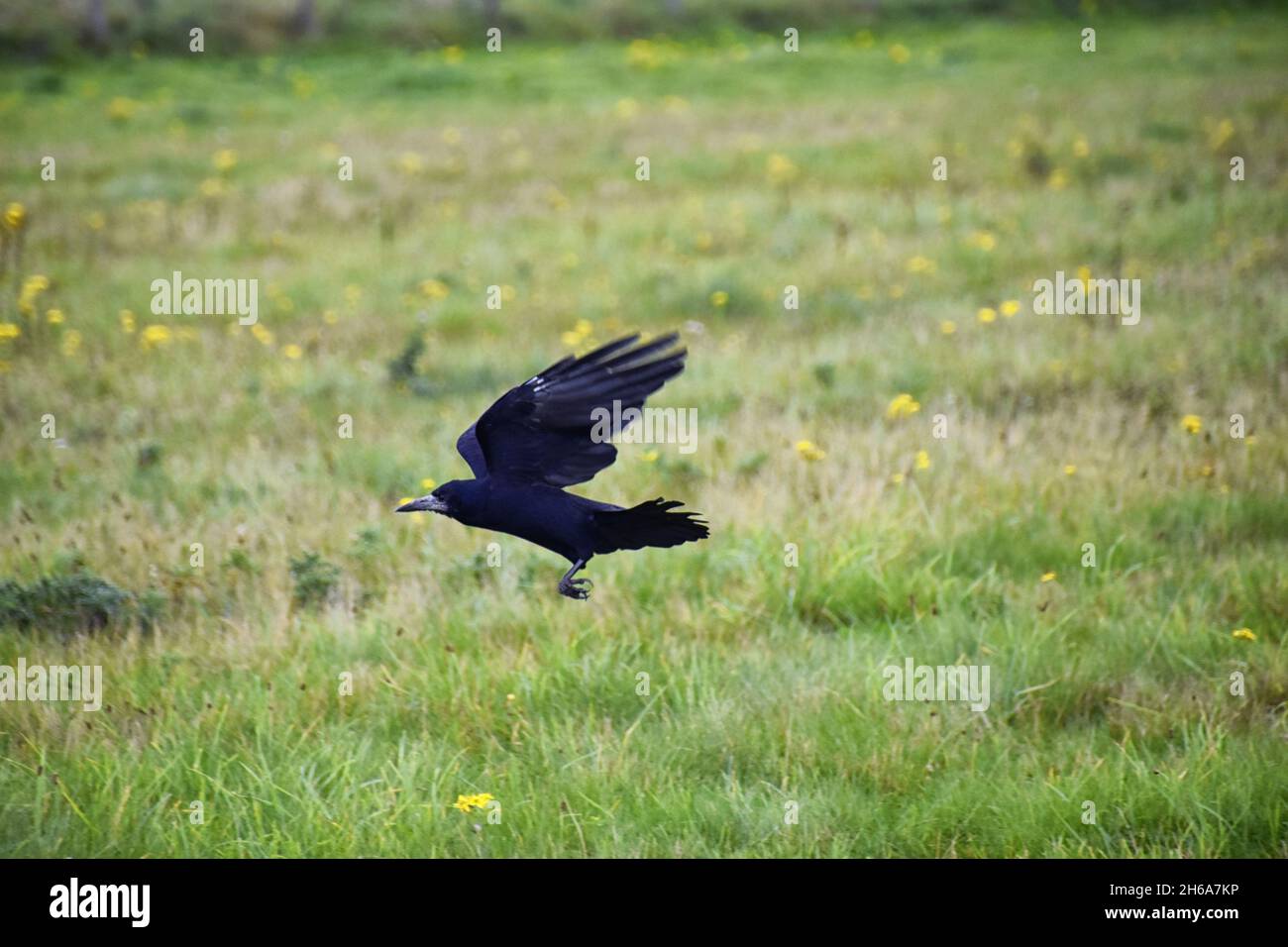 Rook Guardian bird of Stonehenge, Corvus frugilegus, Corvidae member ...