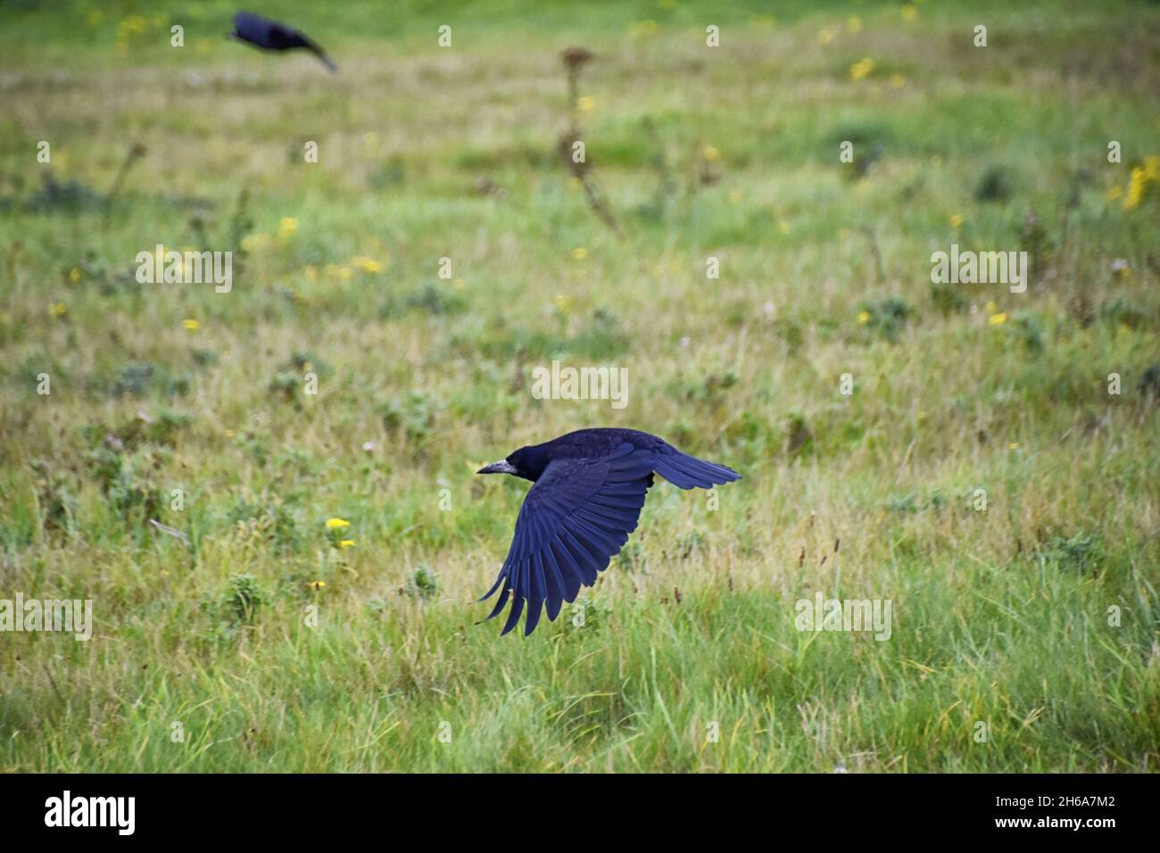Rook Guardian bird of Stonehenge, Corvus frugilegus, Corvidae member ...