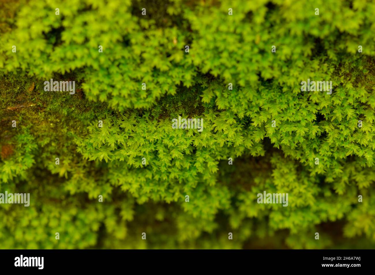 Green lush moss Stock Photo - Alamy