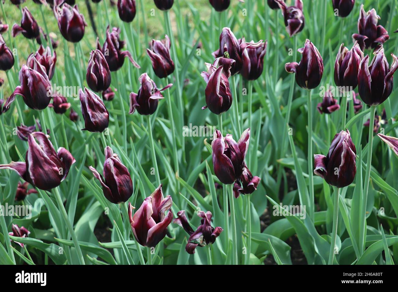 dark burgundy tulips with white tips against a lush green background of ...