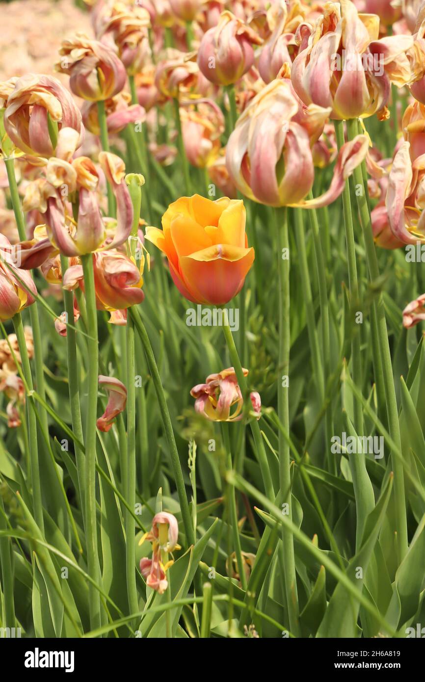 single orange tulip blossom freshly bloomed in a sea of colorful tulips ...