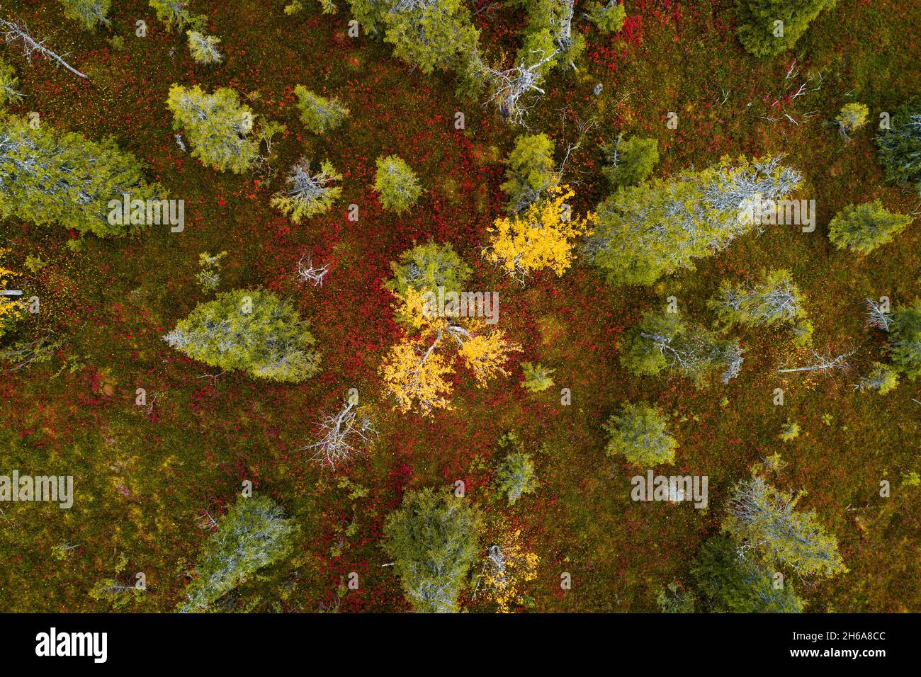 An aerial view of colorful autumn foliage in Riisitunturi National Park with beautiful taiga ...