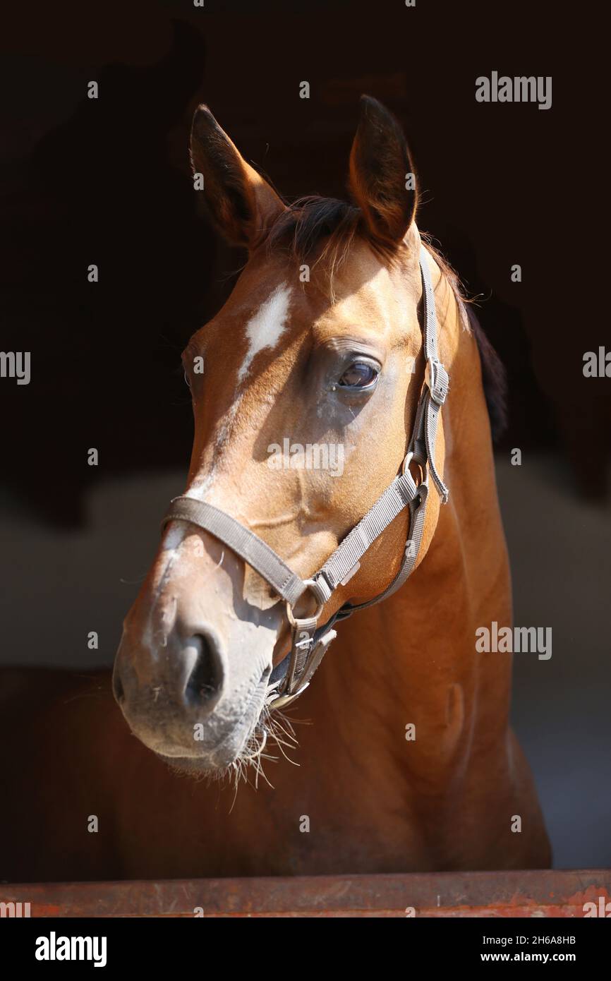 Beautiful bay colored young saddle horse looking over stall door ...