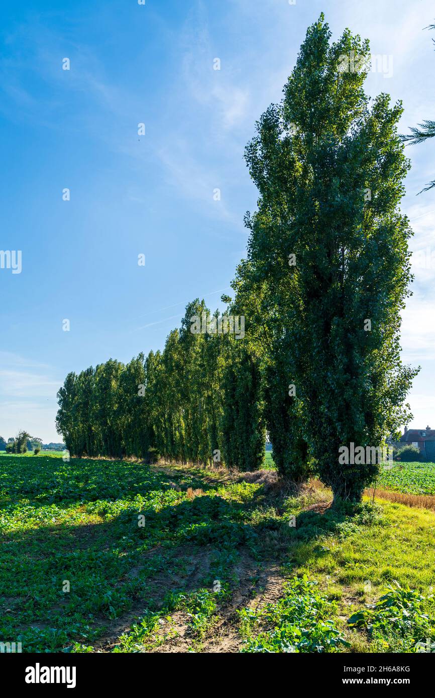 Curved row of poplar trees along the border between two crop filled ...