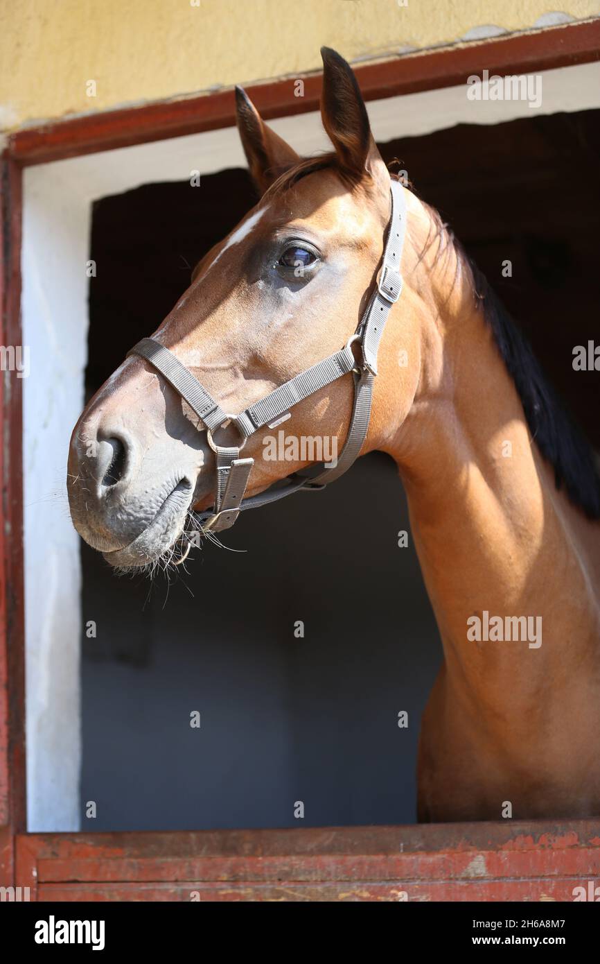 Beautiful bay colored young saddle horse looking over stall door ...
