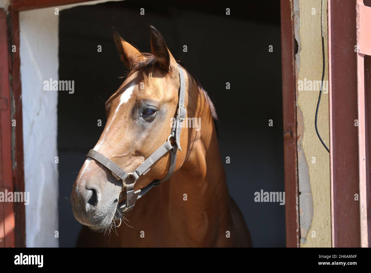 Beautiful bay colored young saddle horse looking over stall door ...