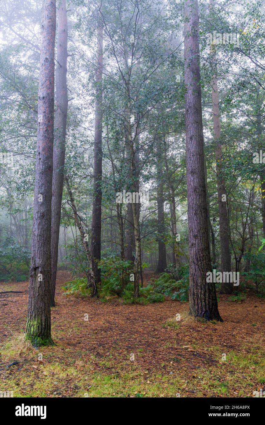Ferns growing on forest floor hi-res stock photography and images - Alamy