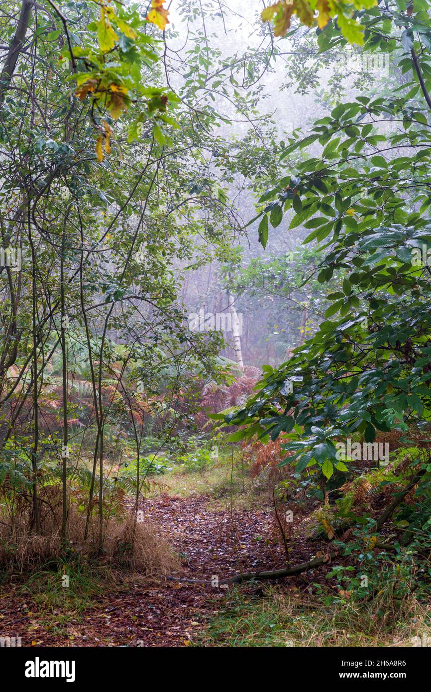 Woodland pathway through forest at Blean Woods in Kent on a wet misty ...