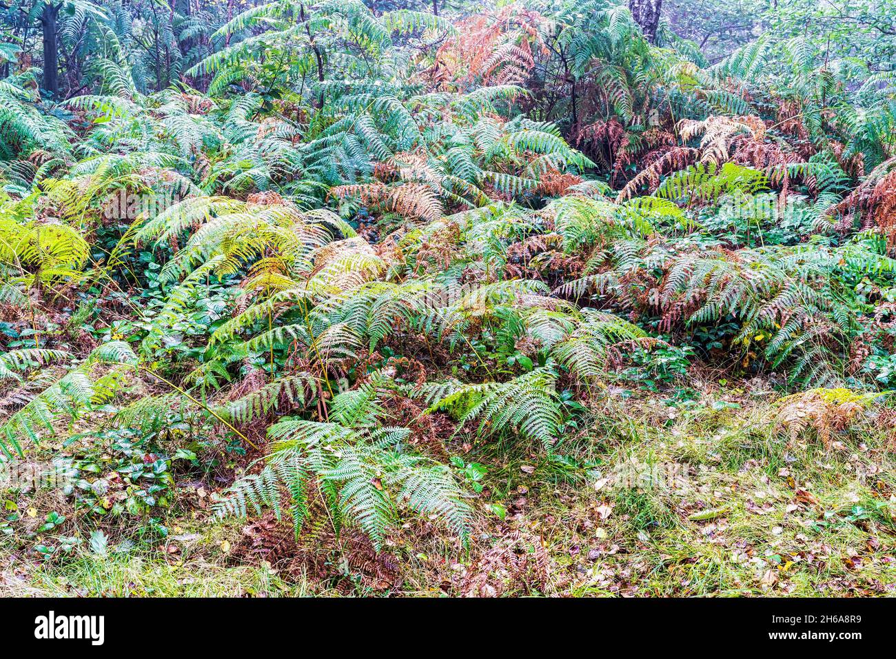English woodland ferns hi-res stock photography and images - Alamy
