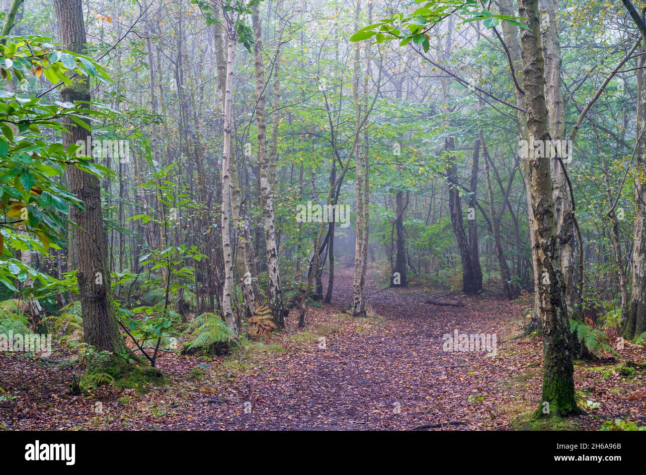 Woodland pathway through forest at Blean Woods in Kent on a wet misty ...