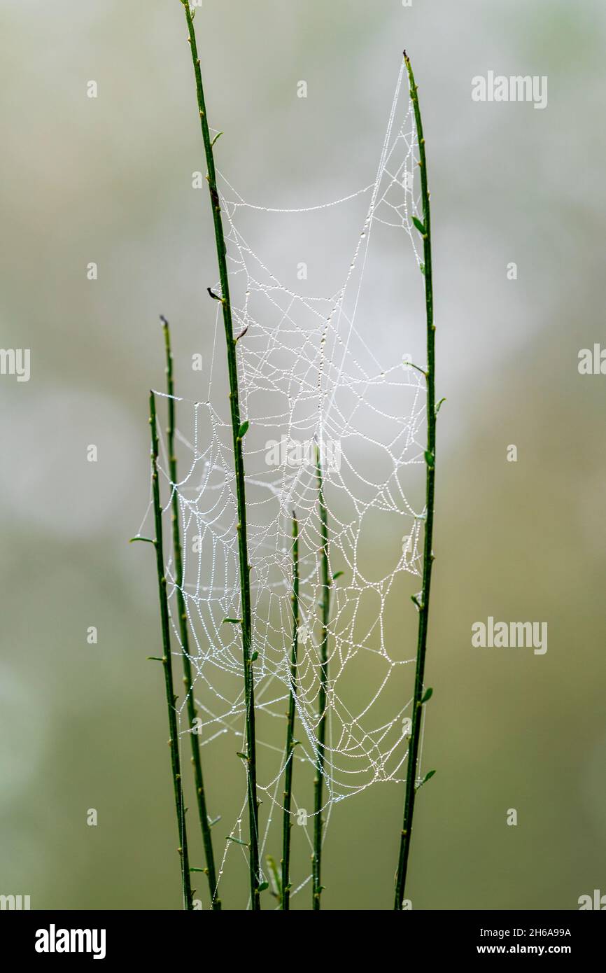 Spider's web spun between branches and stems in the undergrowth in a ...