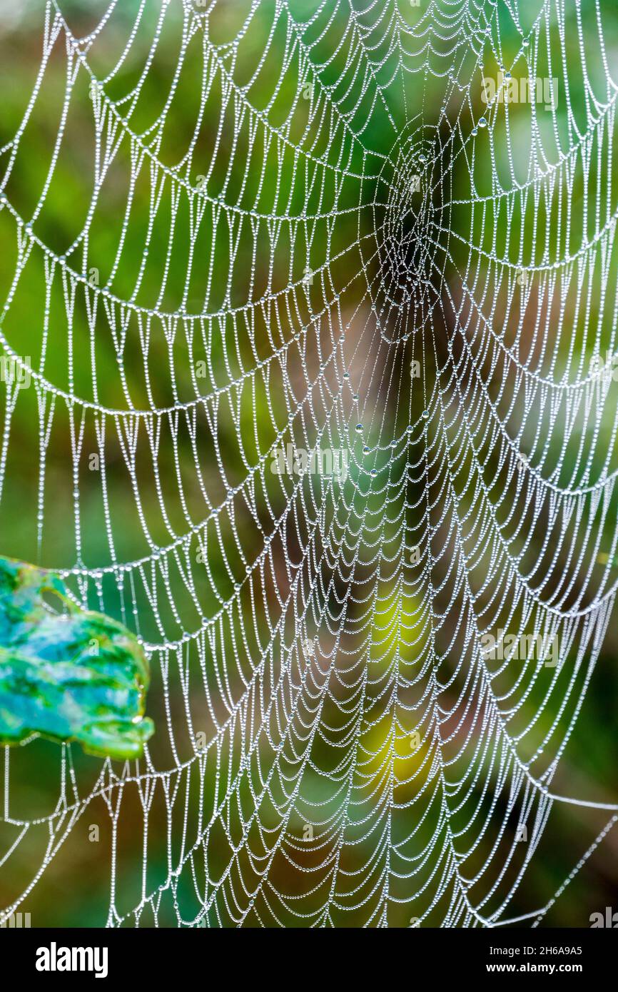 Spider's web spun between branches and stems in the undergrowth in a ...