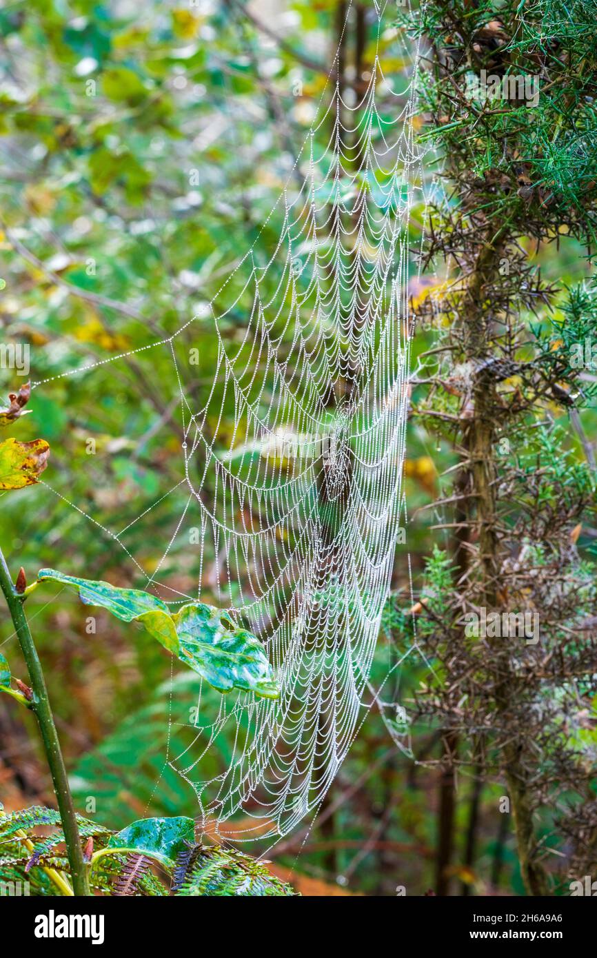 Spider's web spun between branches and stems in the undergrowth in a ...