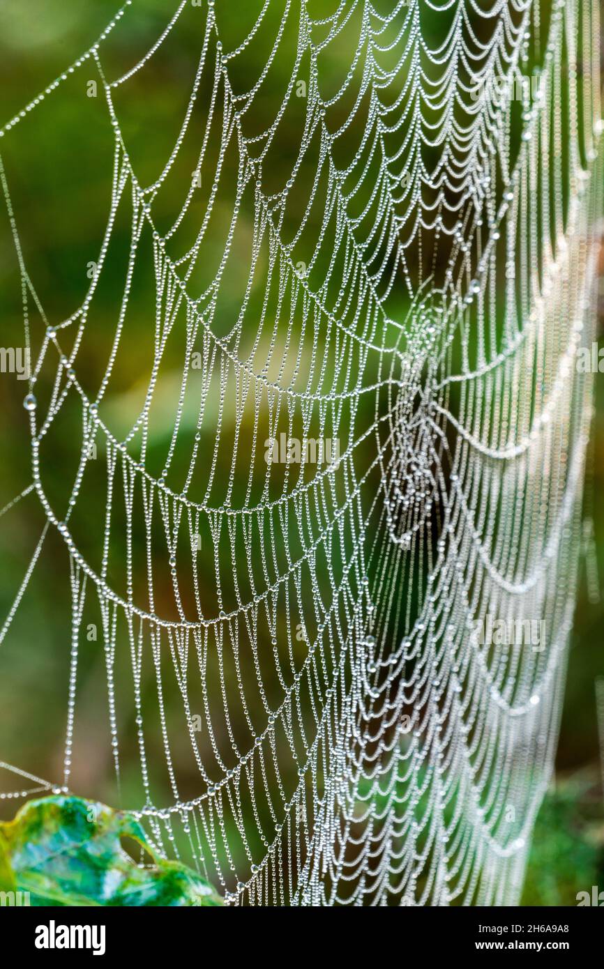 Spider's web spun between branches and stems in the undergrowth in a ...