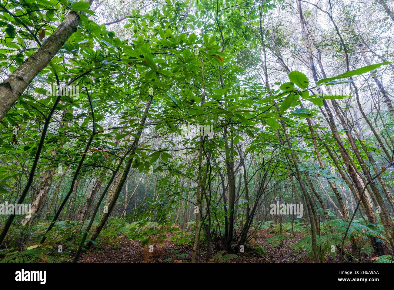 Ancient woodland on a misty morning at Blean woods near Canterbury in ...