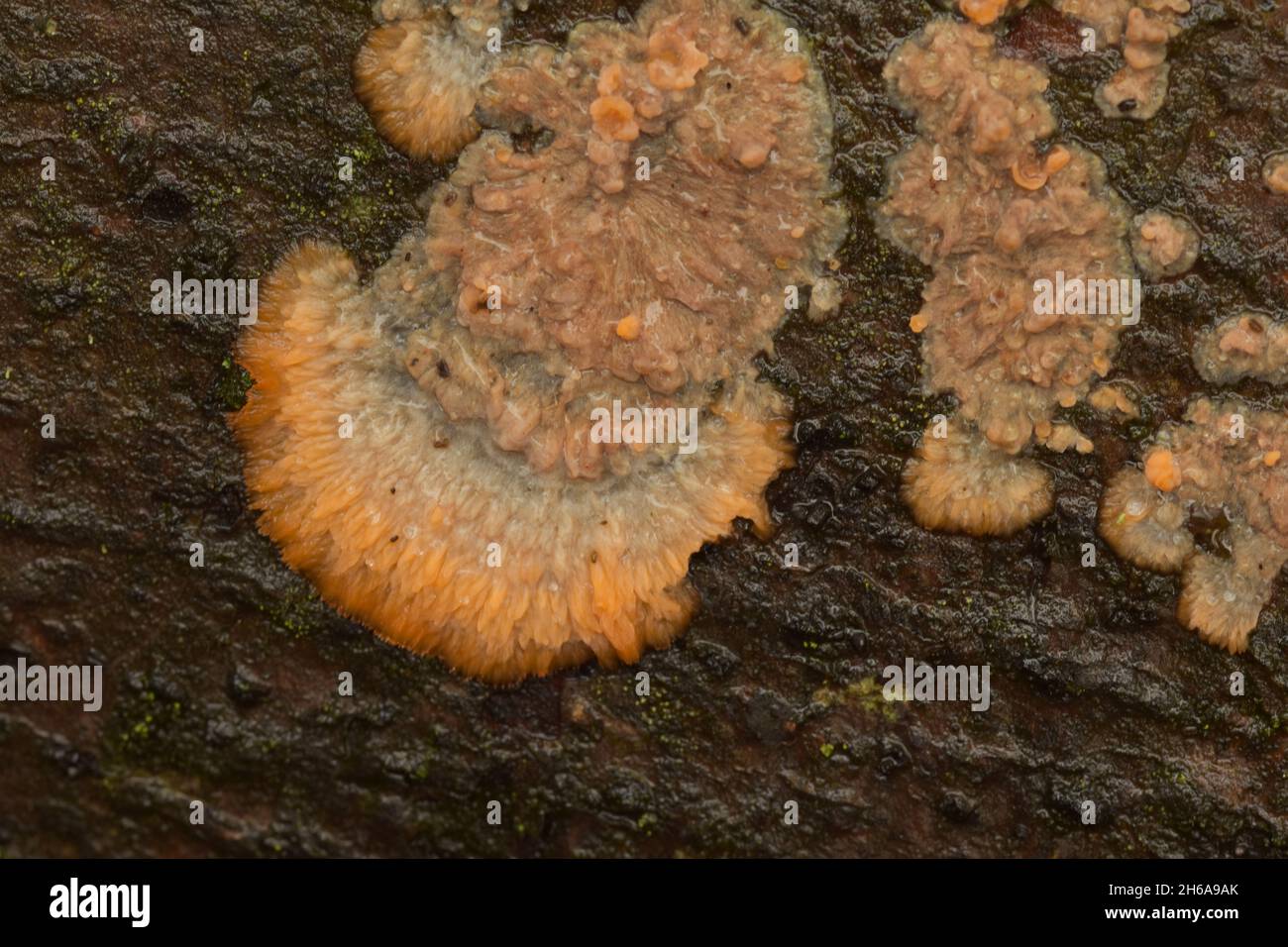 Crust fungi hi-res stock photography and images - Alamy