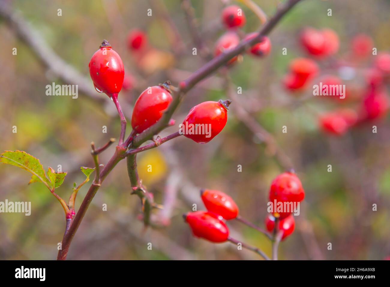 Rosehip bush berries hi-res stock photography and images - Alamy