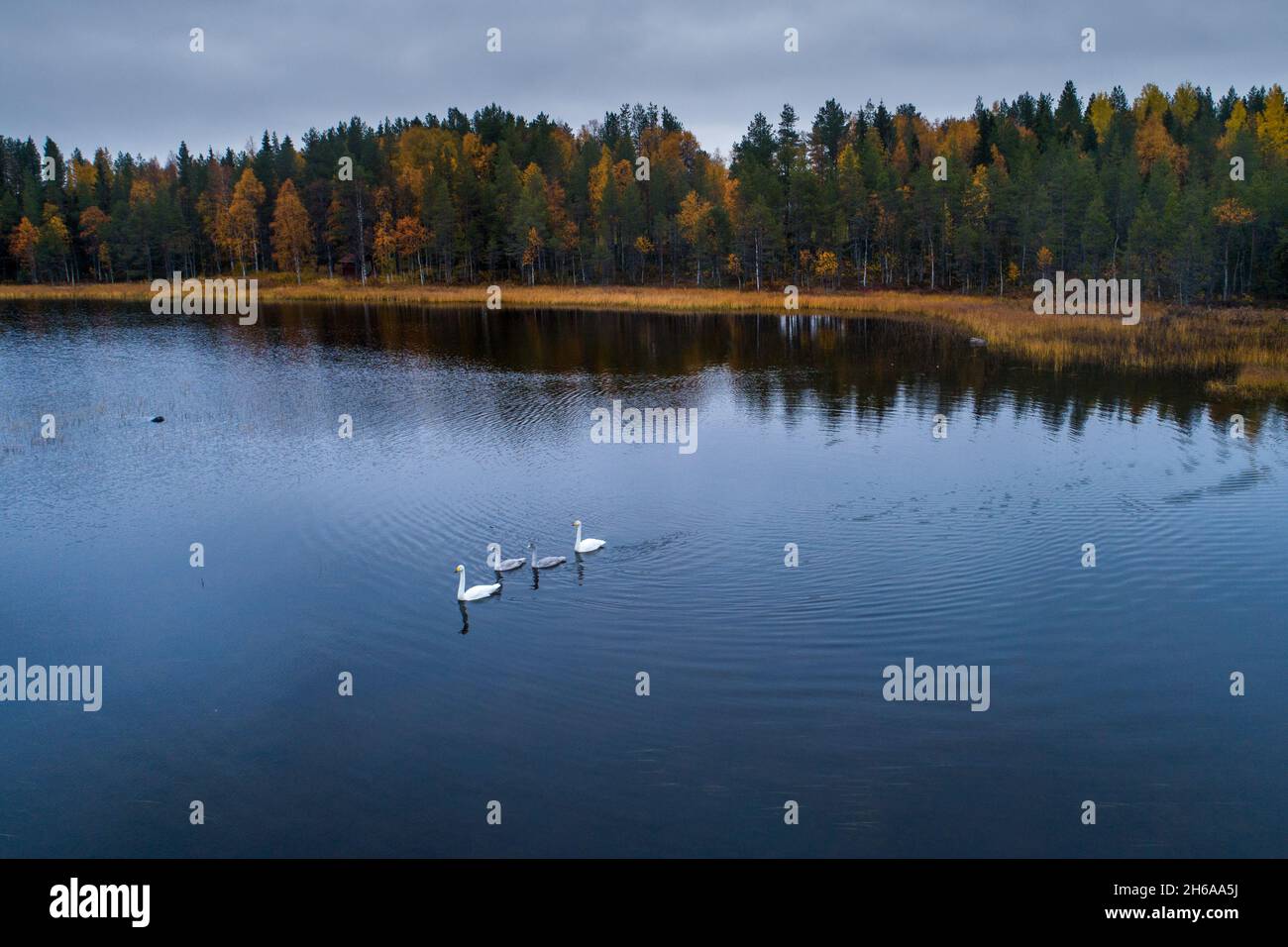 An aerial of Whooper swan, Cygnus cygnus family swimming on an autumnal ...