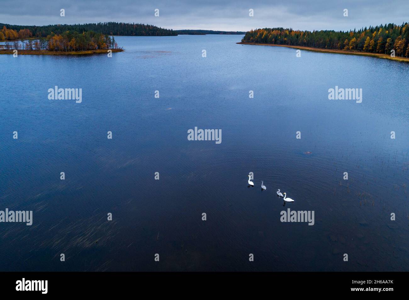 An aerial of Whooper swan, Cygnus cygnus family swimming on an autumnal ...