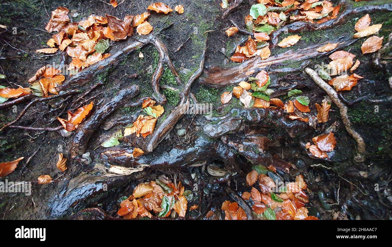 Tree roots and autumn leaves Stock Photo - Alamy