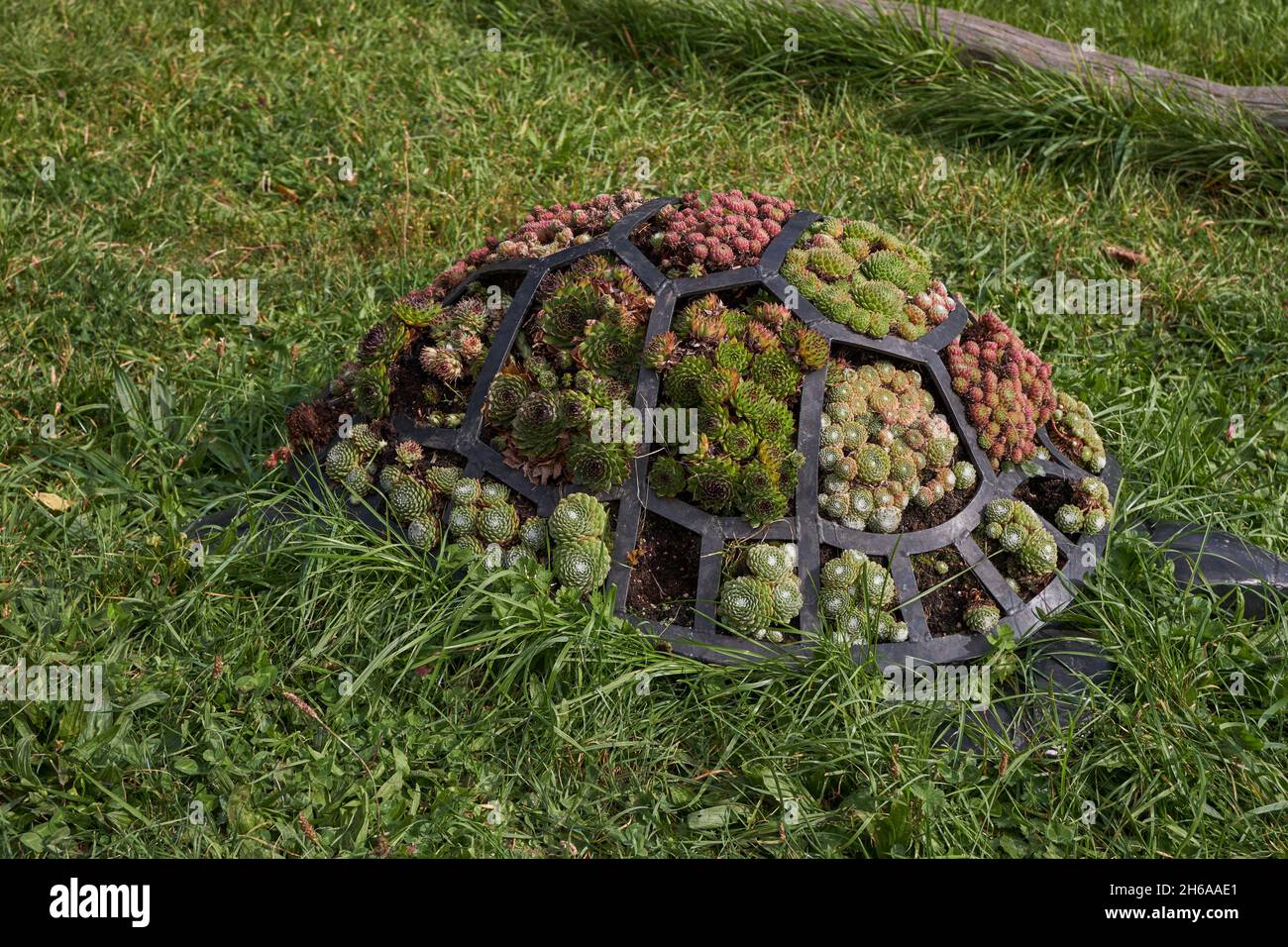 Turtle Sculpture with Cacti in Versailles Palace Gardens (Chateau de ...