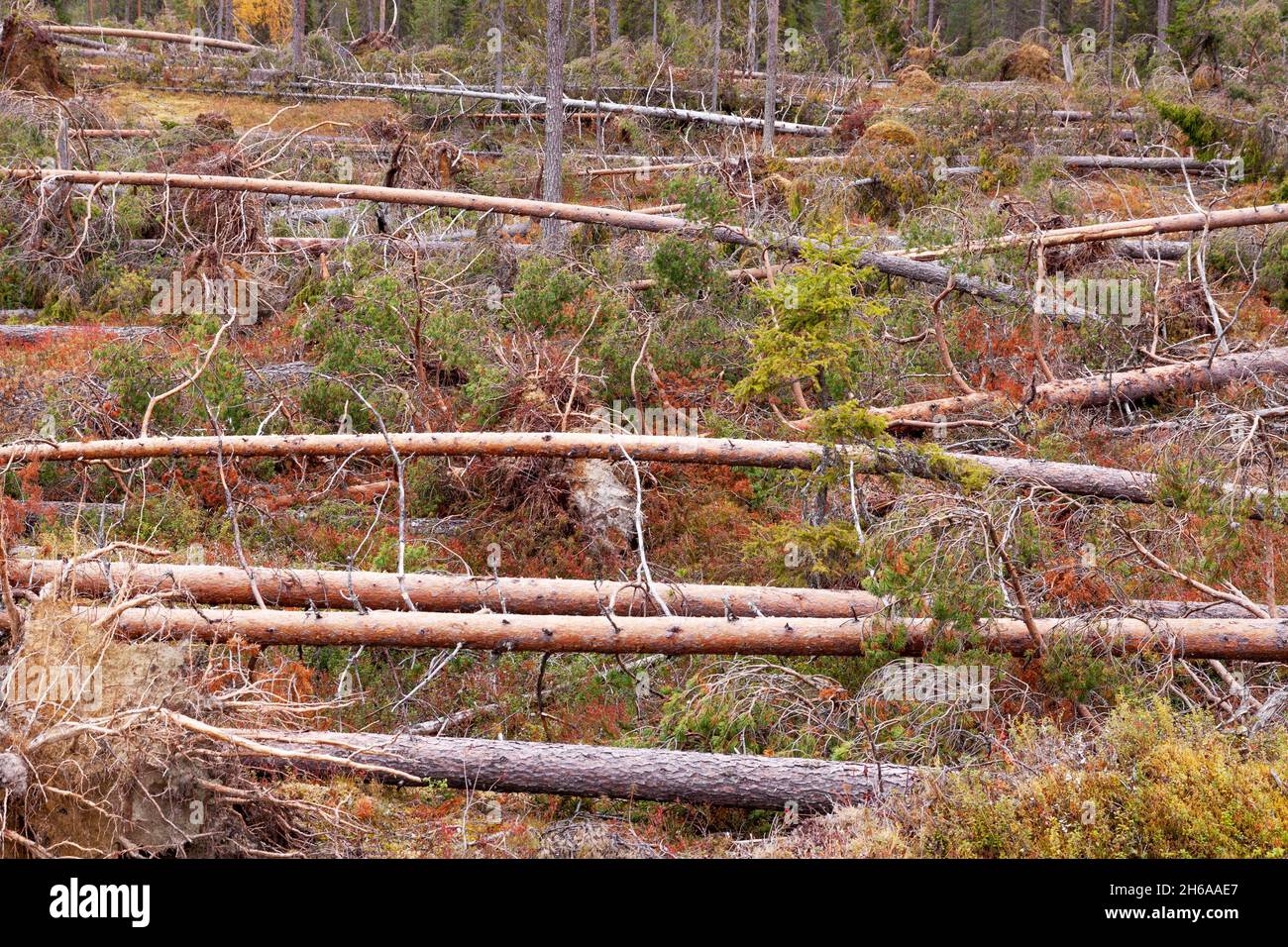 Fallen Pine trees in a forest after a storm. Storm damage shot near ...