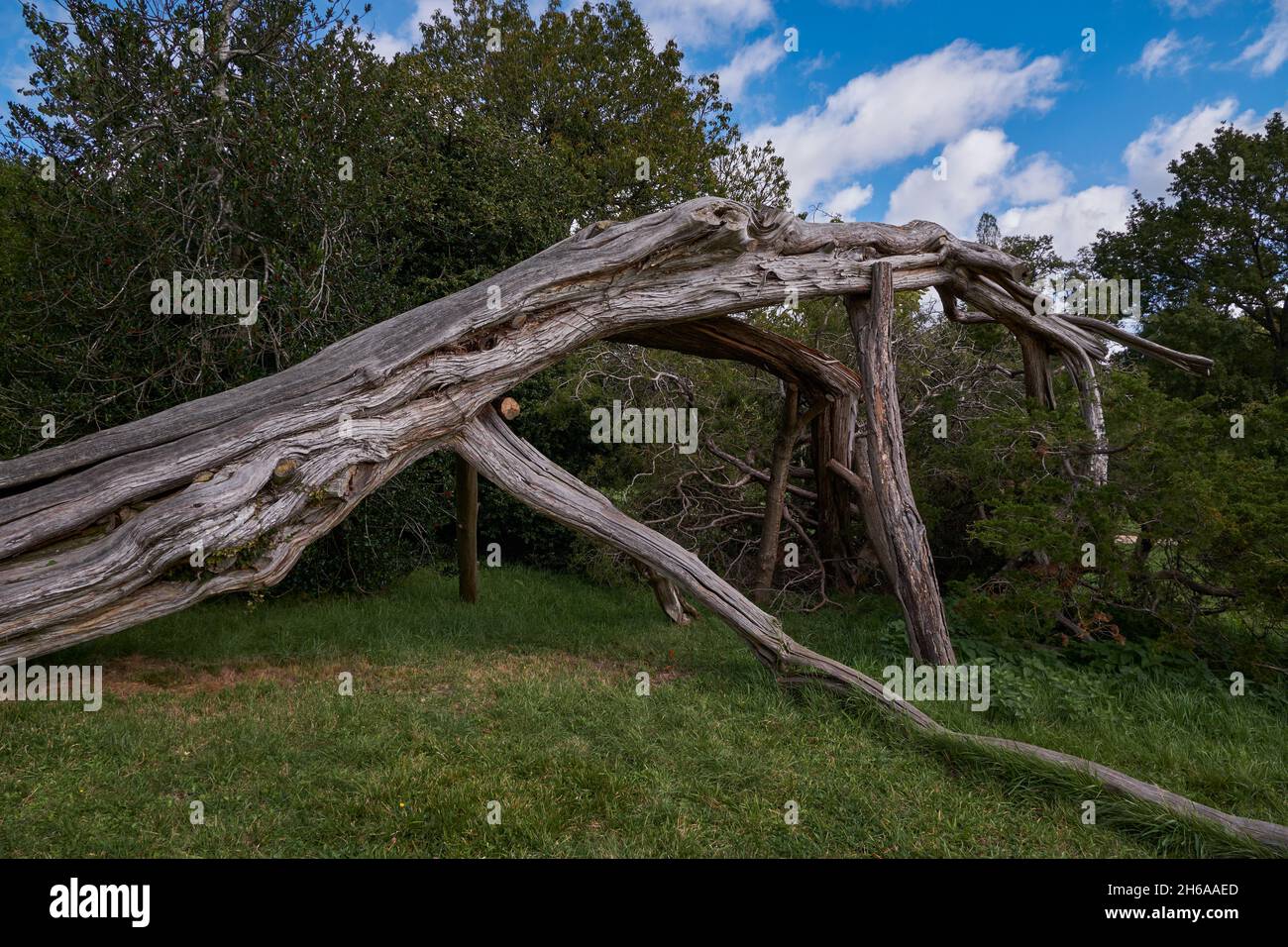 Fallen Old Tree in Versailles Palace Gardens (Chateau de Versailles ...