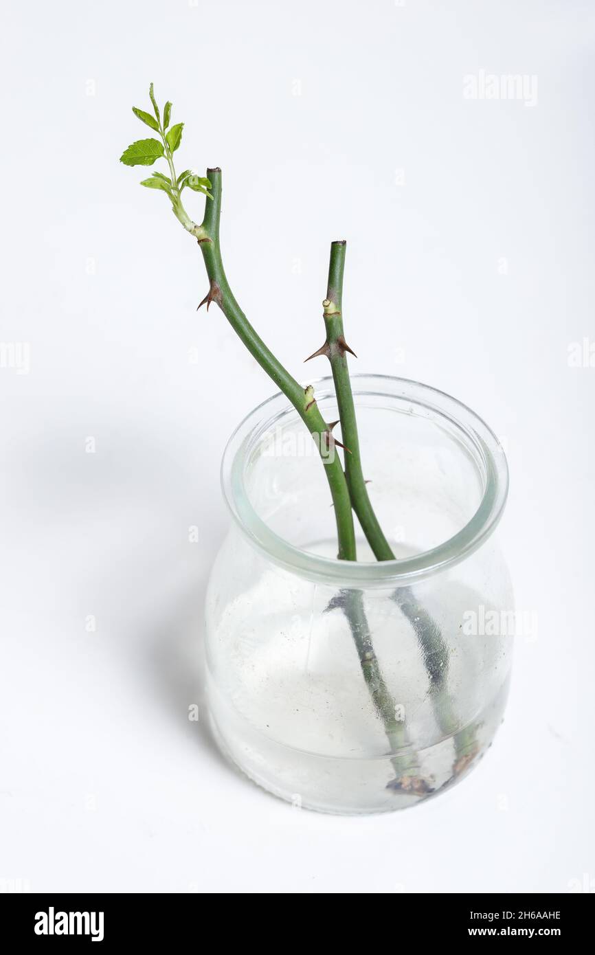 part of the stem roses with thorns isolated on white background Stock ...