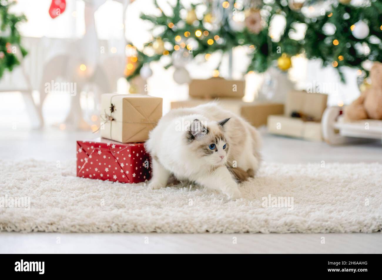 Ragdoll cat in Christmas time Stock Photo - Alamy