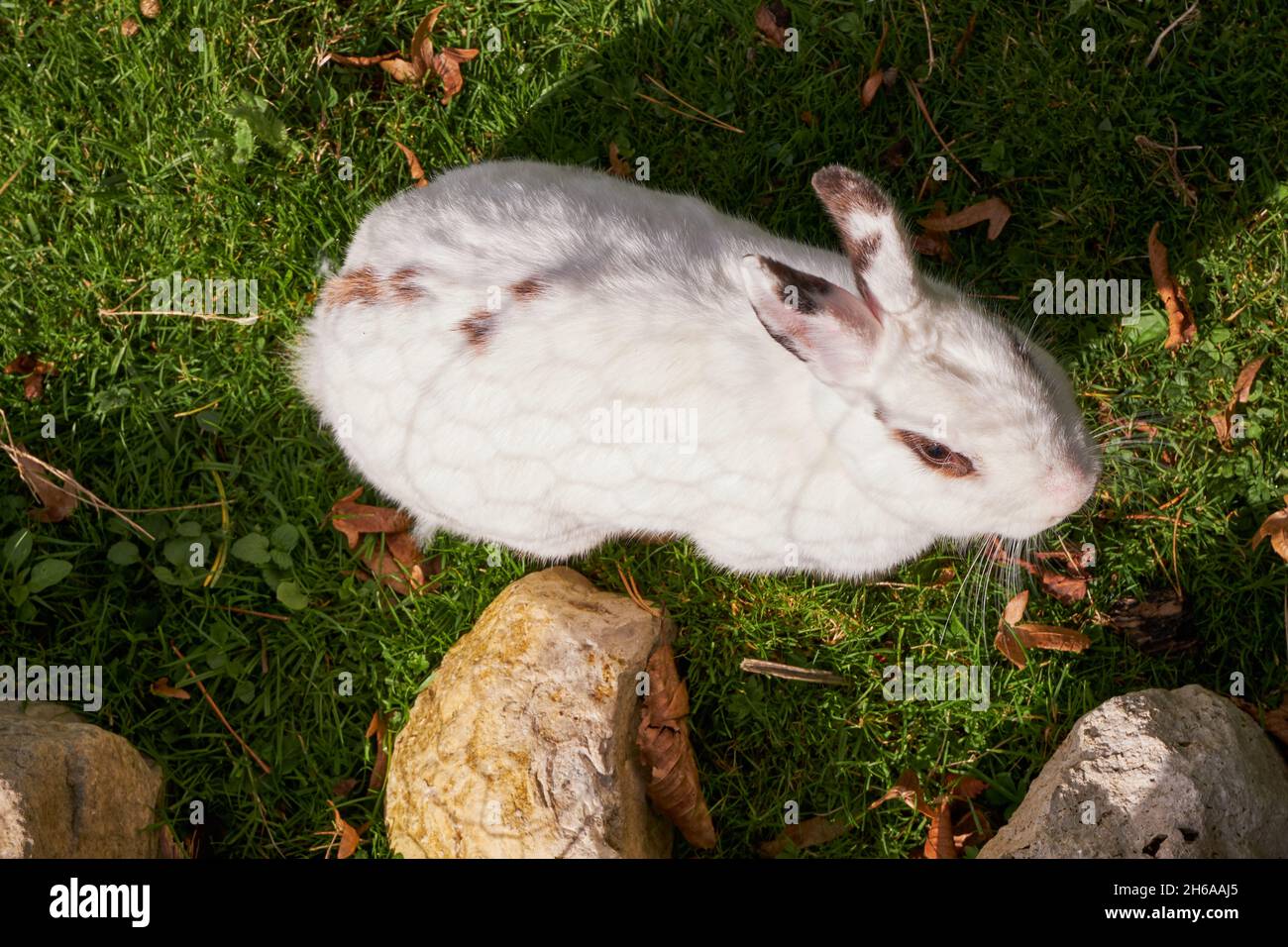 White Rabbit in Queen’s Hamlet (Le Hameau de la Reine) - Rural House ...