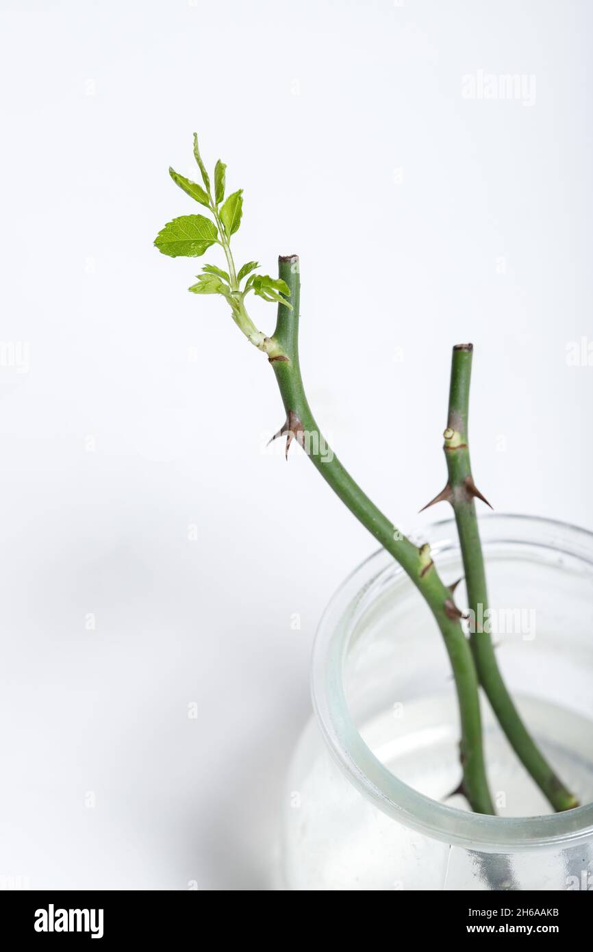 part of the stem roses with thorns isolated on white background Stock ...