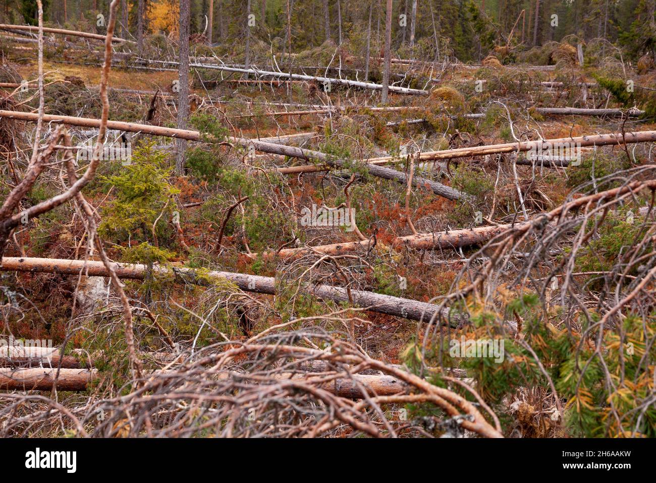 Fallen Pine trees in a forest after a storm. Storm damage shot near ...