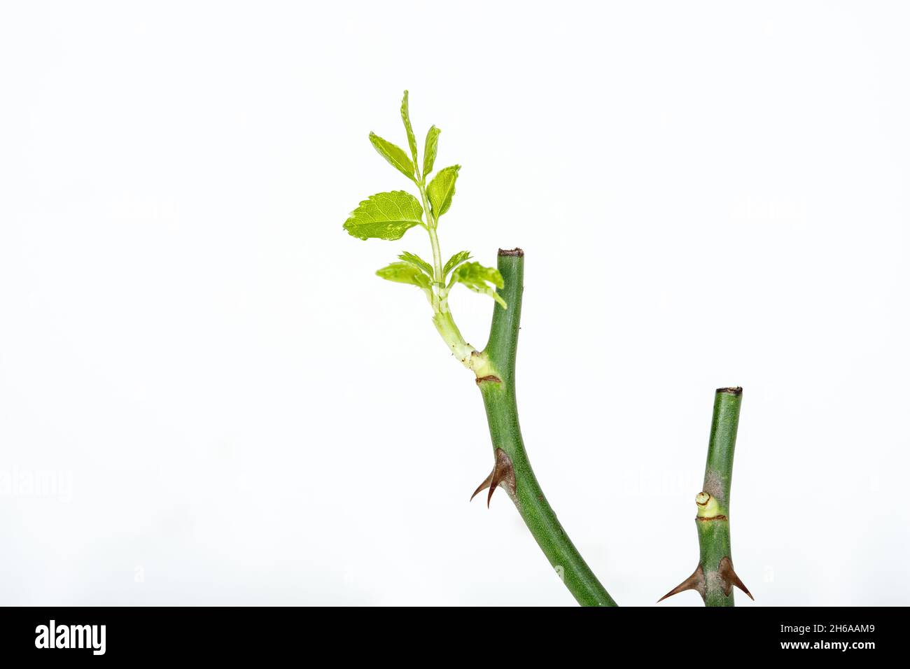 part of the stem roses with thorns isolated on white background Stock ...