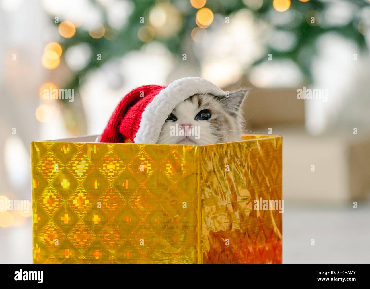 Ragdoll cat in Christmas time Stock Photo - Alamy