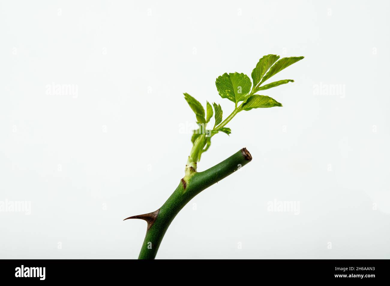 part of the stem roses with thorns isolated on white background Stock ...
